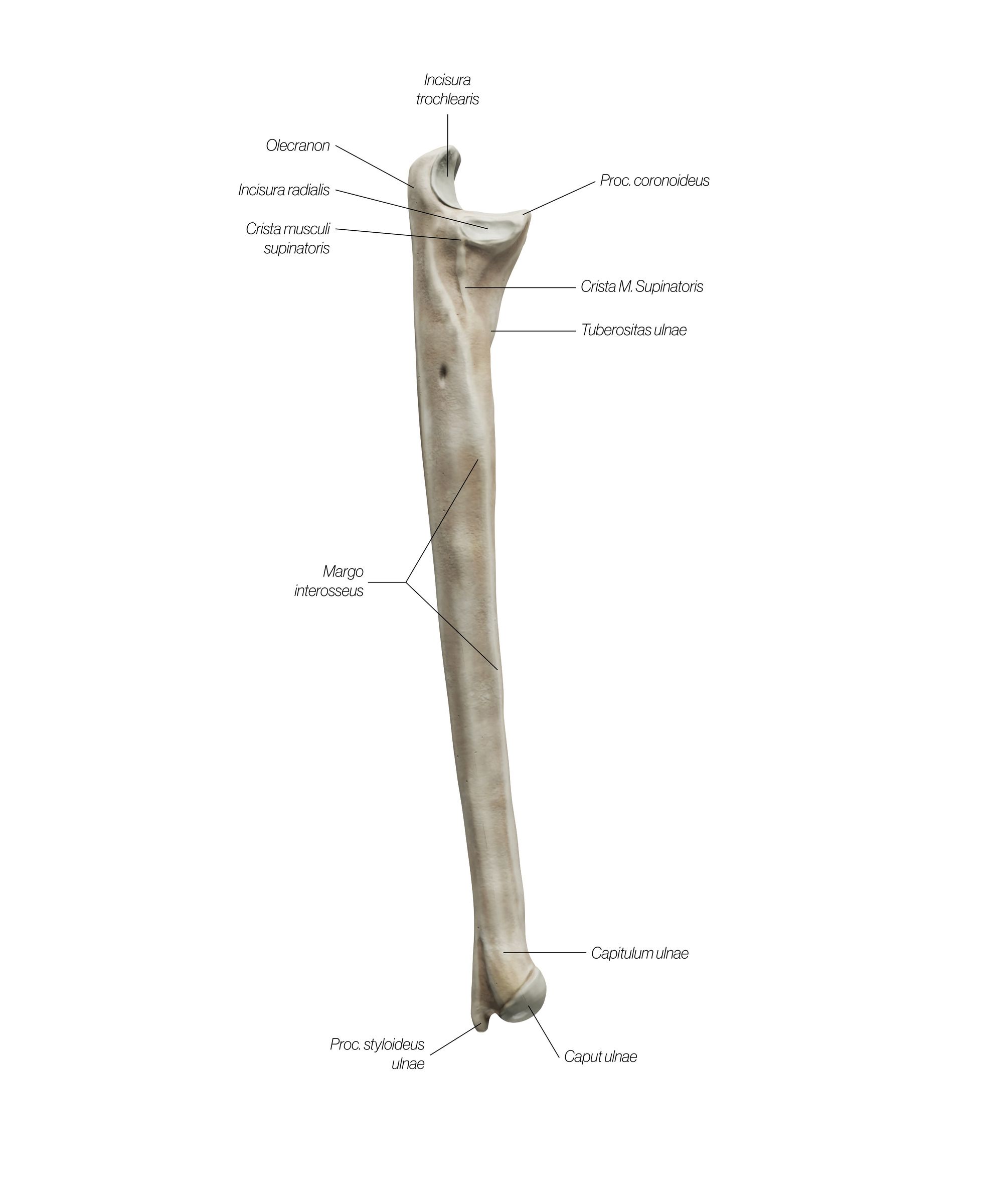 Ulna