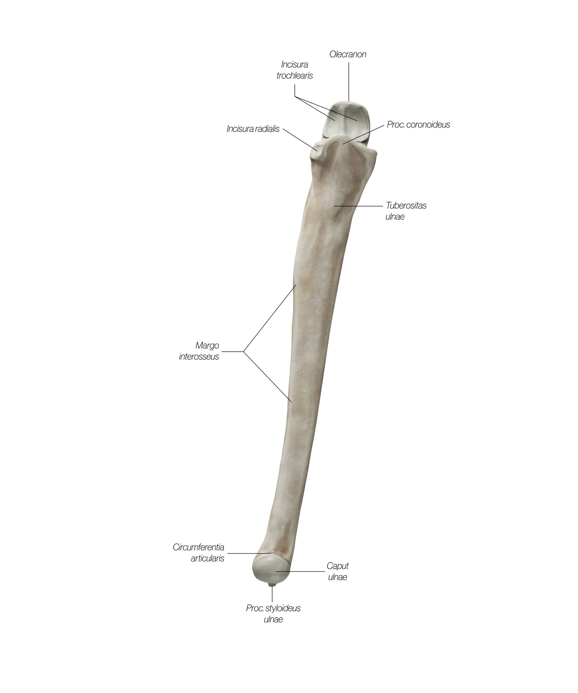 Ulna
