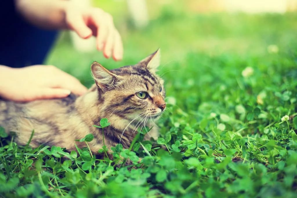 How to do Reiki Healing for Cats: Practical Tips