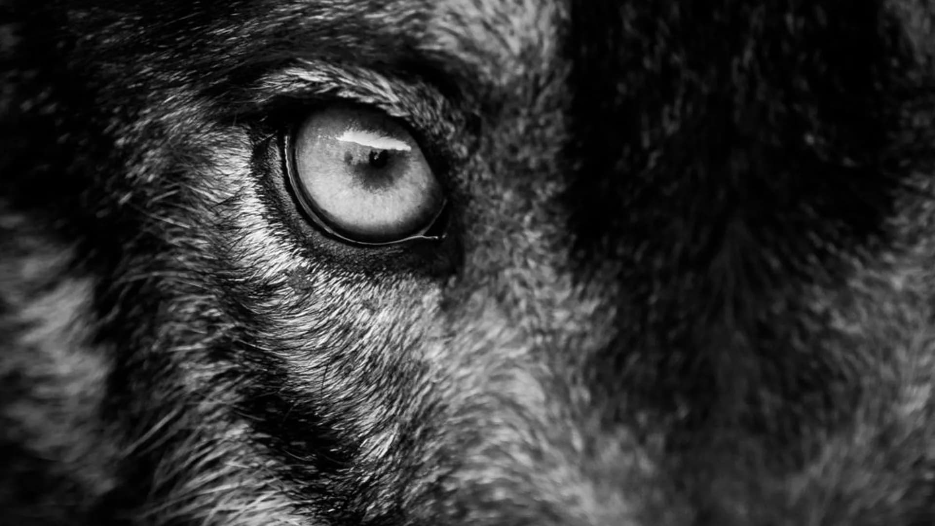 The Five Most Powerful Spirit Animals