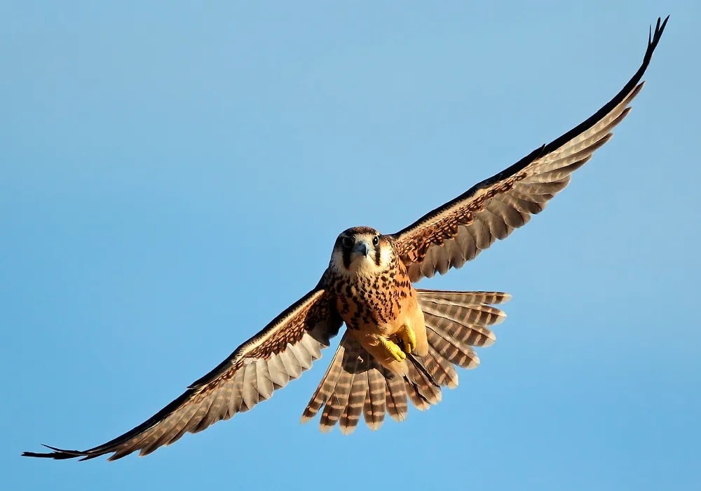 Biblical Meaning of Seeing a Falcon: Spiritual Meaning