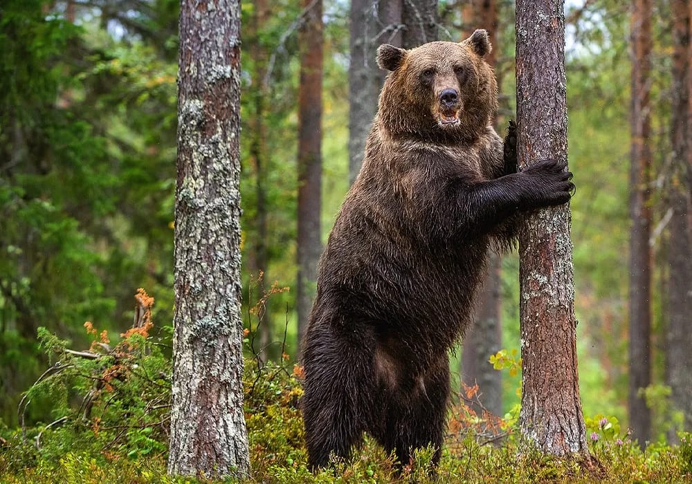 Bear Spiritual Meaning: Symbolism and Cultural Significance