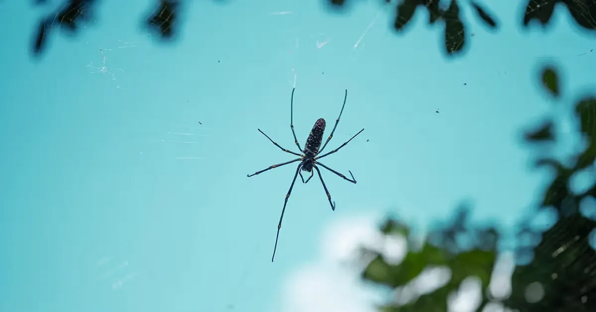 7 Spiritual Meaning of Spiders in Dreams