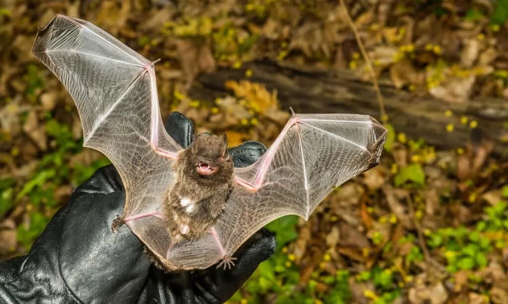 7 Spiritual Meaning of Seeing a Bat