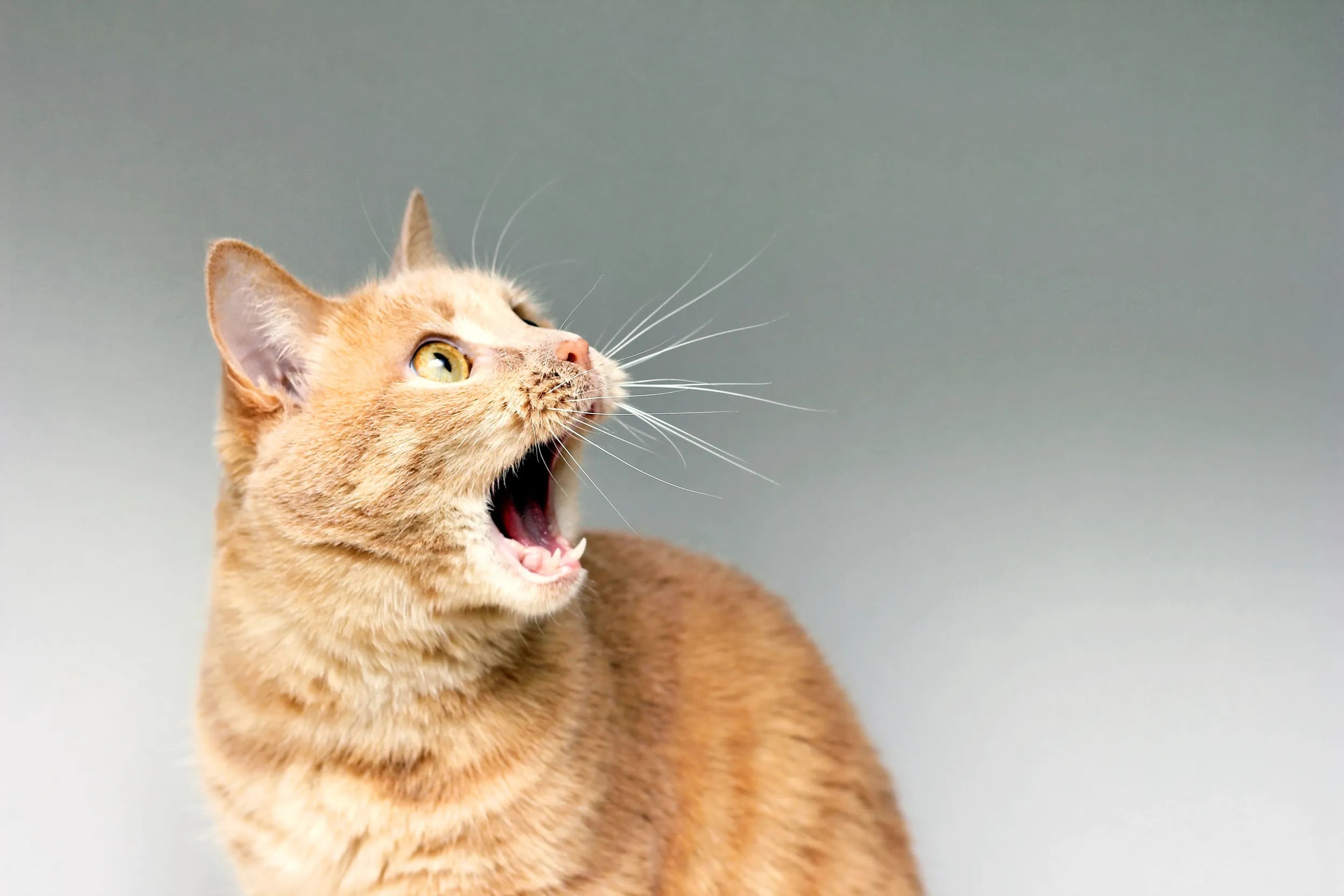 9 Clear Signs Your Cat is Scared of You