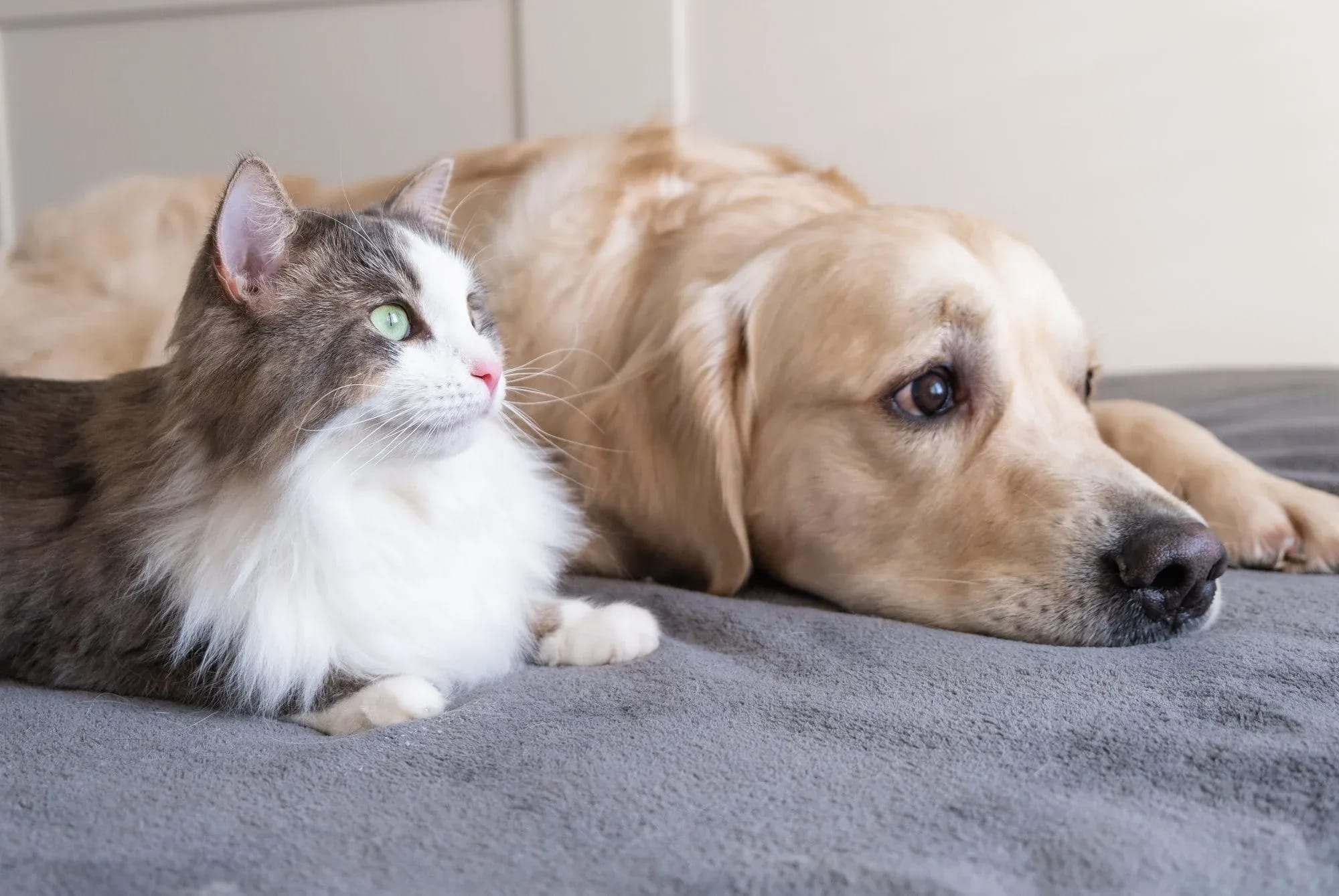 8 Effective Ways to Introduce Cats and Dogs