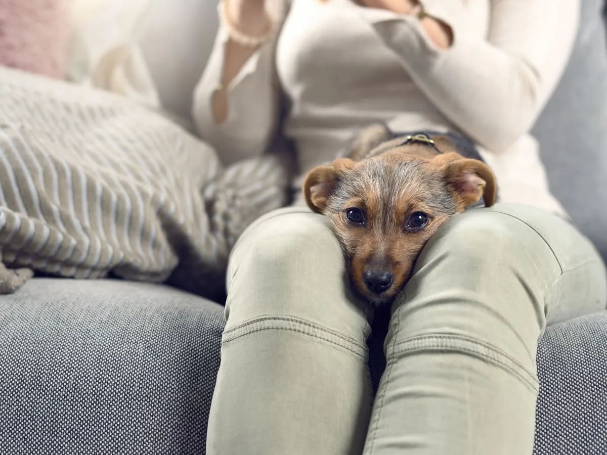 8 Clear Signs You Are a Bad Dog Owner