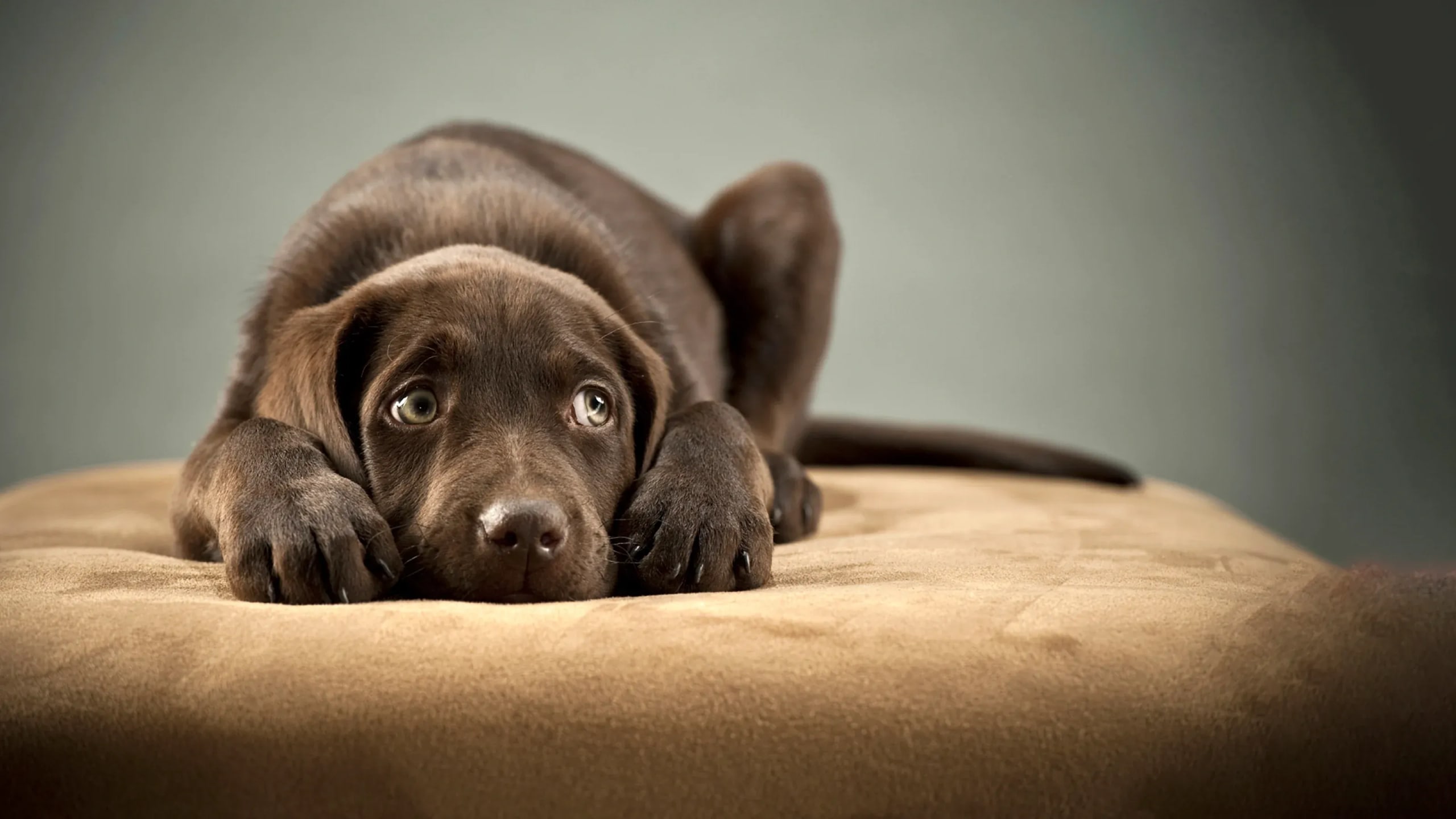9 Clear Signs Your Dog is Scared of You