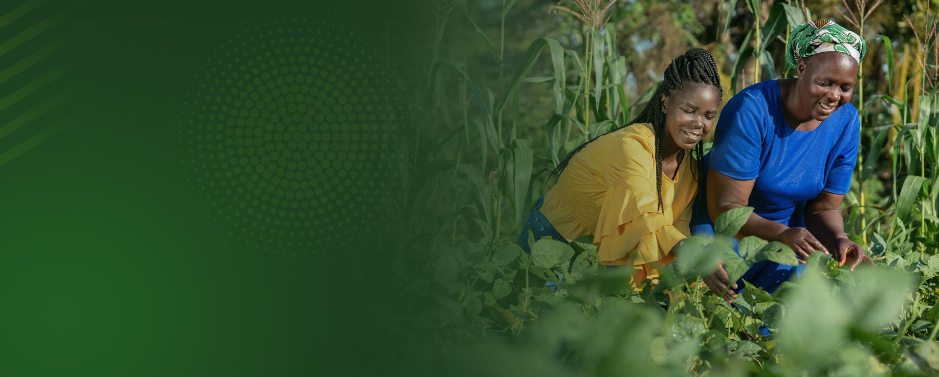 Agro Innova - Digitising Agriculture in Africa