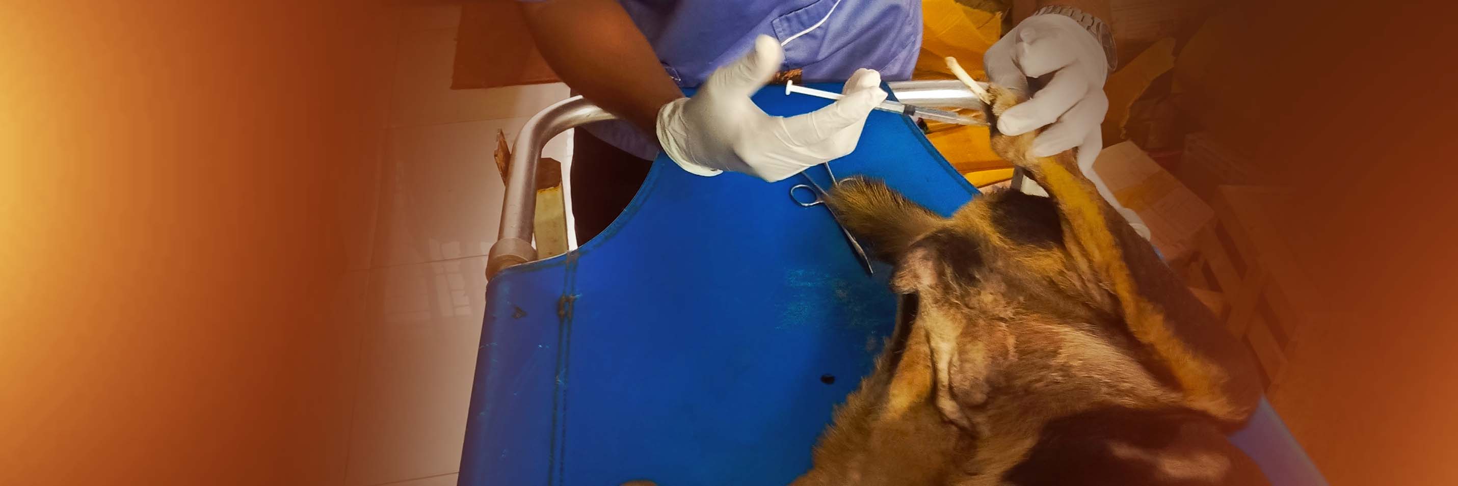 Dog Medical Treatment | Rescue & Care at Dogs Guardian