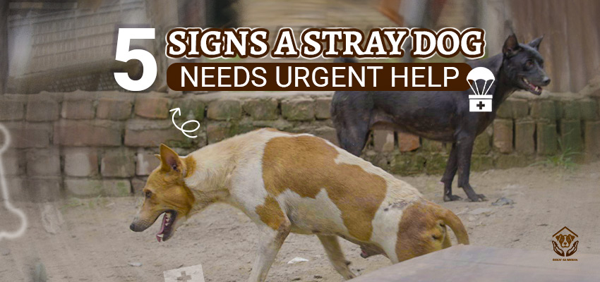 5 Signs a Stray Dog Needs Urgent Help | Emergency Signs