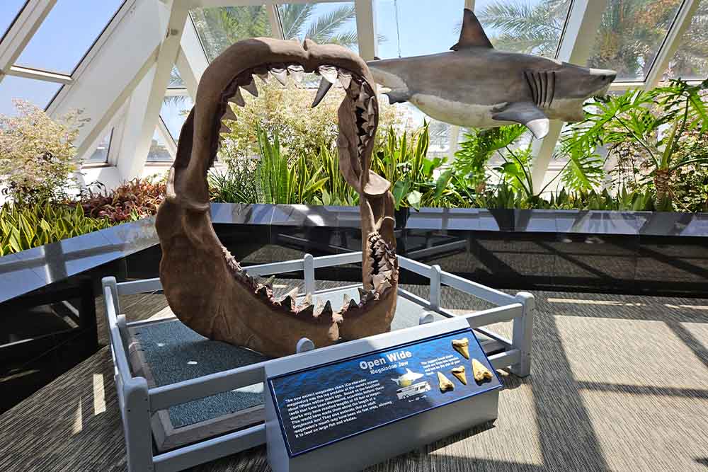 Discovery Pyramid - Sharks In Depth is Now Open at Moody Gardens