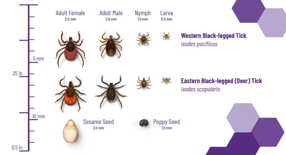 This Bites: Everything You Need to Know About Ticks | Des Moines ...