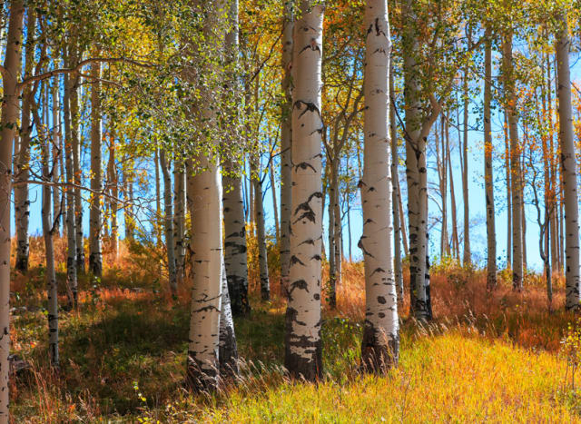 Surgical services | Bitterroot Health