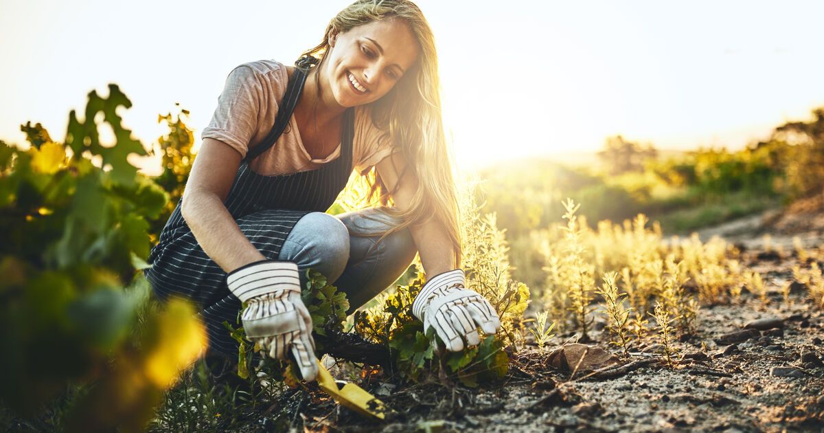 Reap what you sow: Get the most benefit out of gardening | Mercyhealth