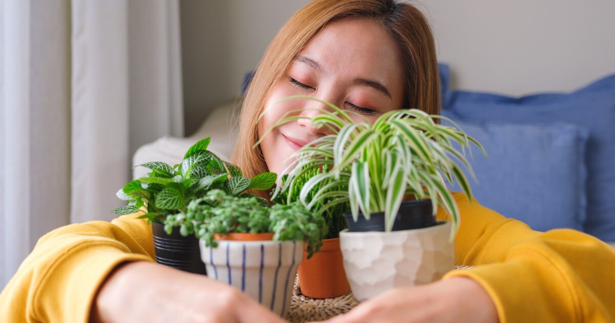Houseplants and your health | Tamarack Health