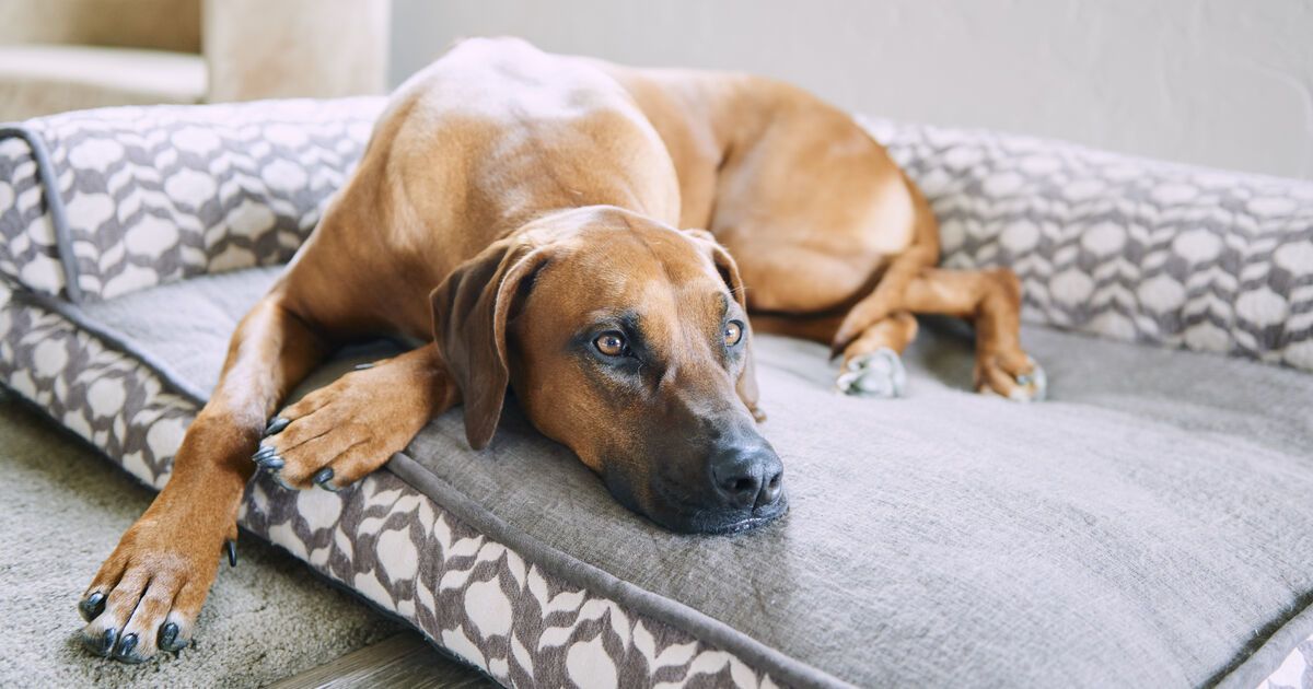 Undergoing cancer treatment? Be careful around pets | Mercyhealth
