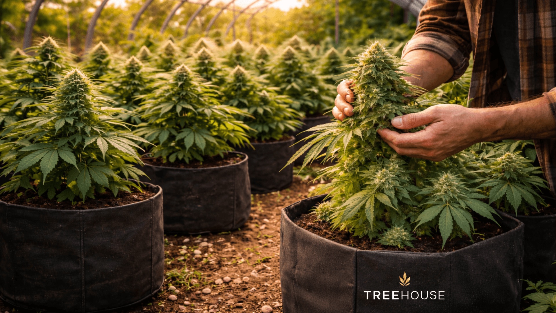 What Does Small Batch Actually Mean? | Treehouse Cannabis | Treehouse ...