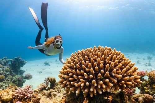 Explore Banana Reef: Best Diving Site in the Maldives