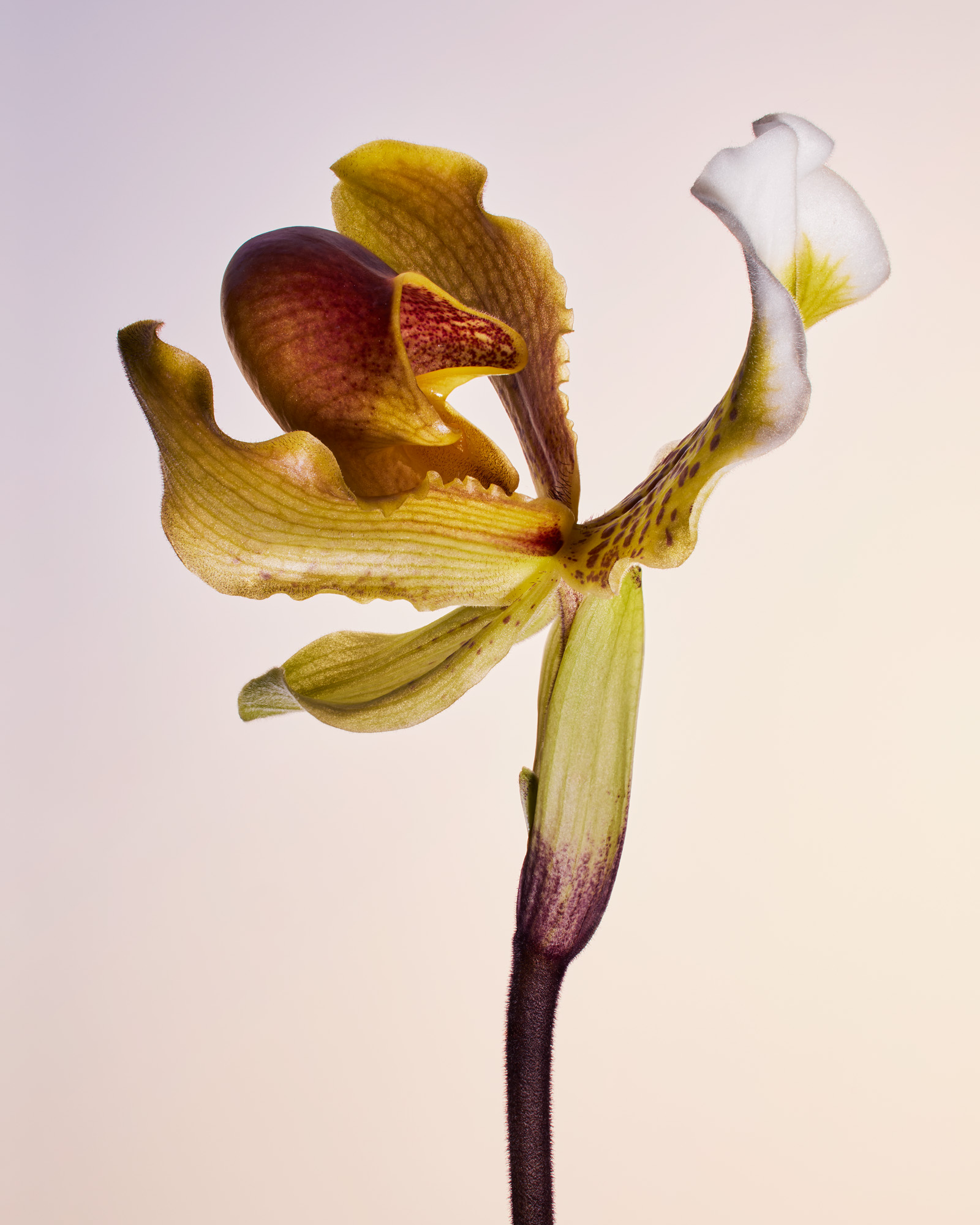 Flowers - 2024 - unknown - Léonard Oliviéro