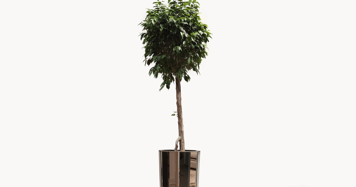 Clief Cache-Pot - Accessori | Visionnaire