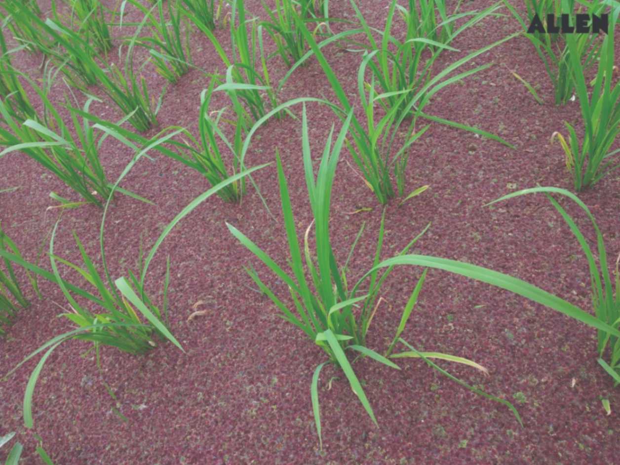 Anabaena: Definition, Structure, Classification Nitrogen Fixation