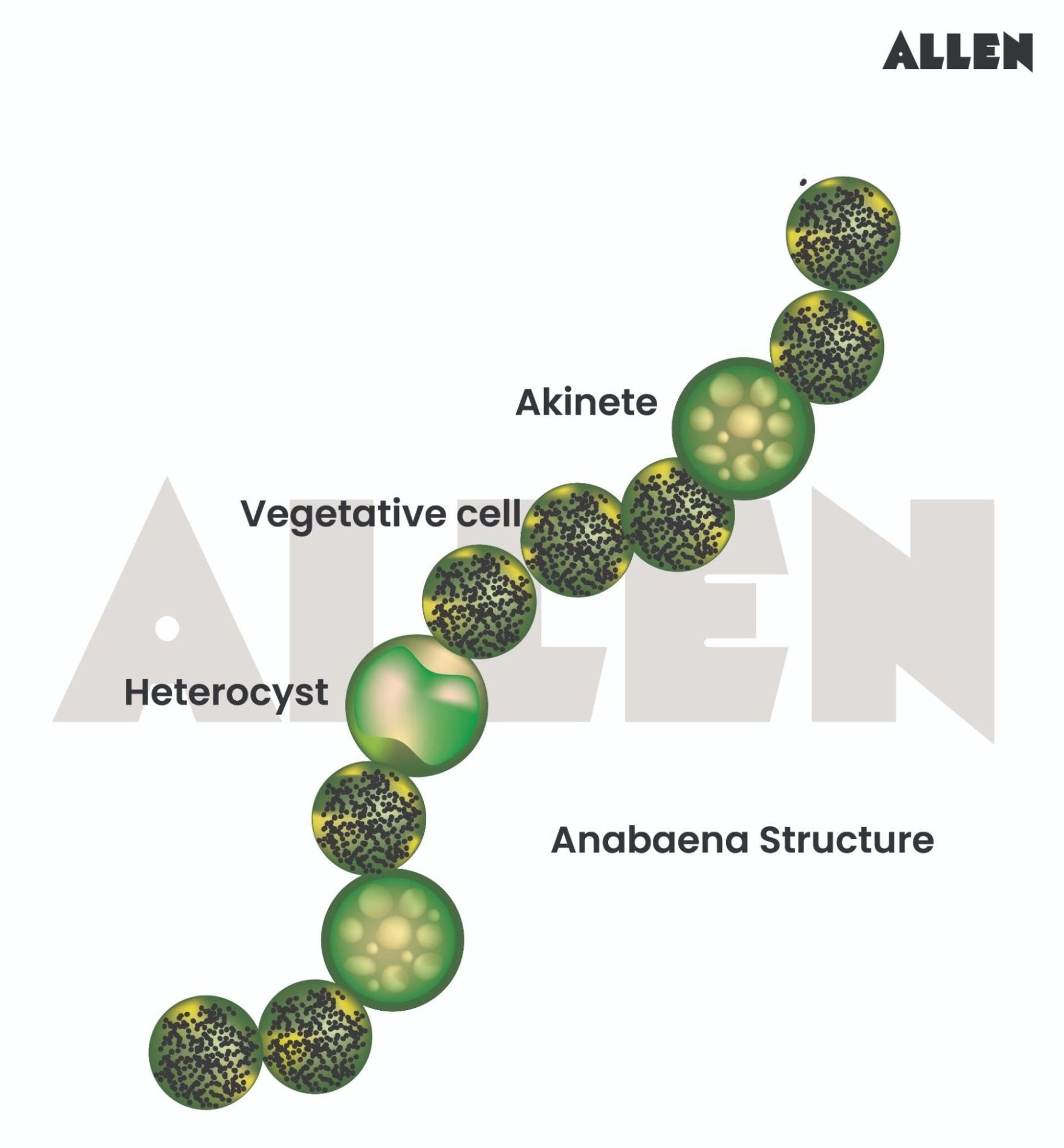 Anabaena: Definition, Structure, Classification Nitrogen Fixation