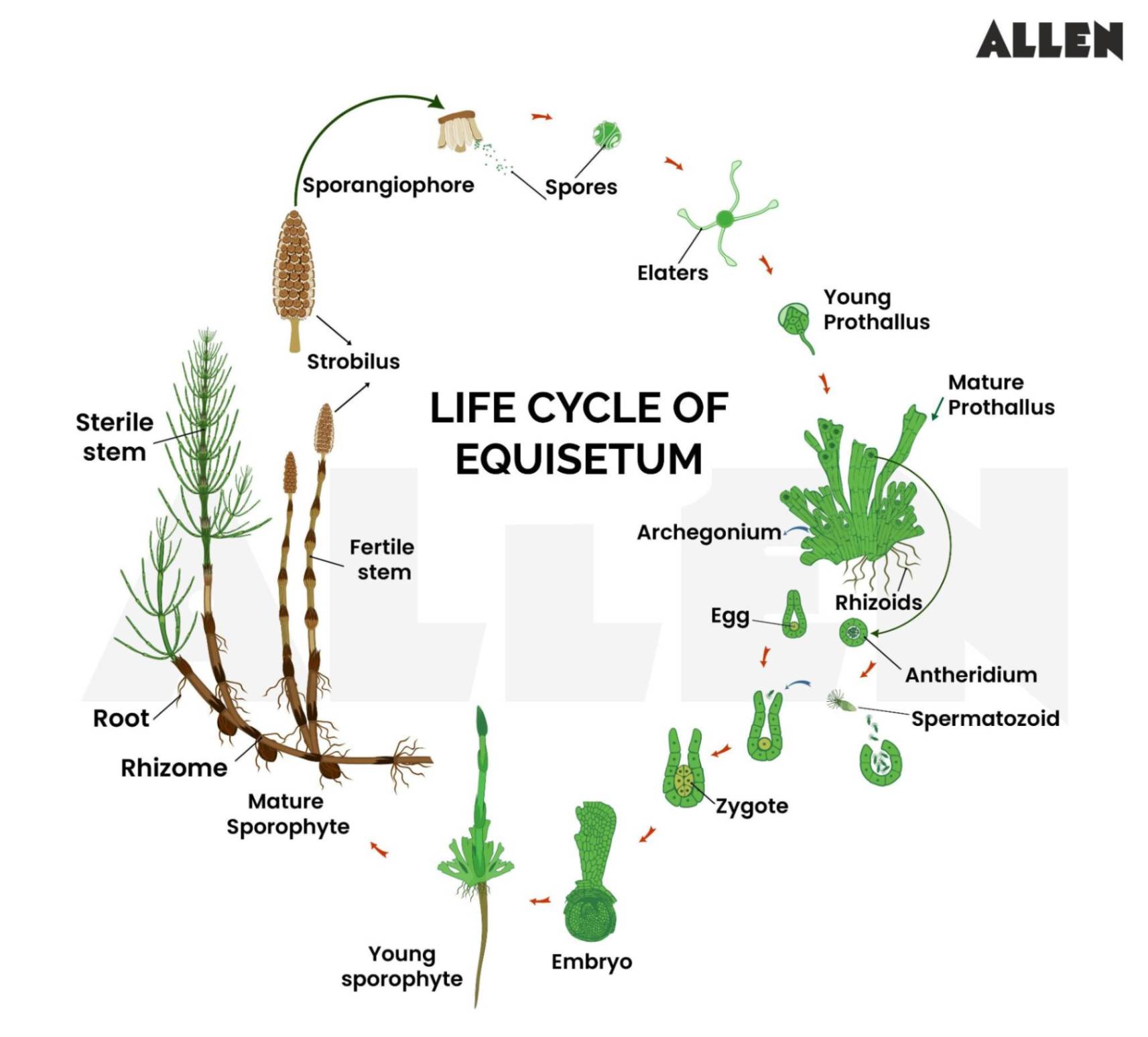 Equisetum: Habitat, Classification, Structure, & Life Cycle