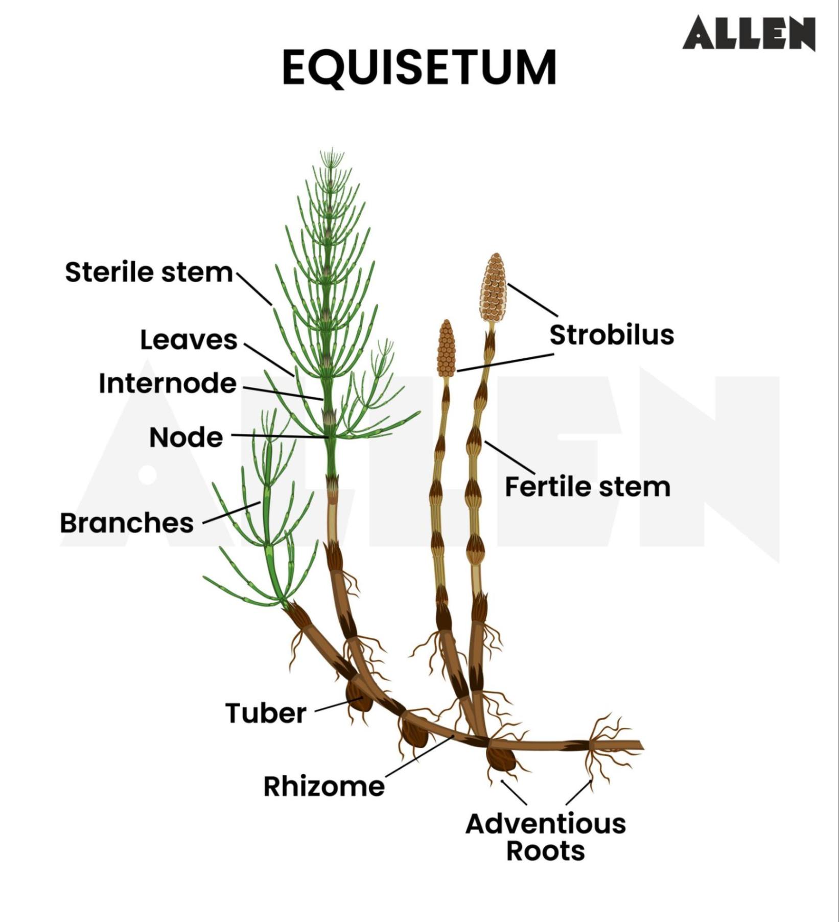 Equisetum Strobilus Labeled Center For Aquatic And Invasive Plants