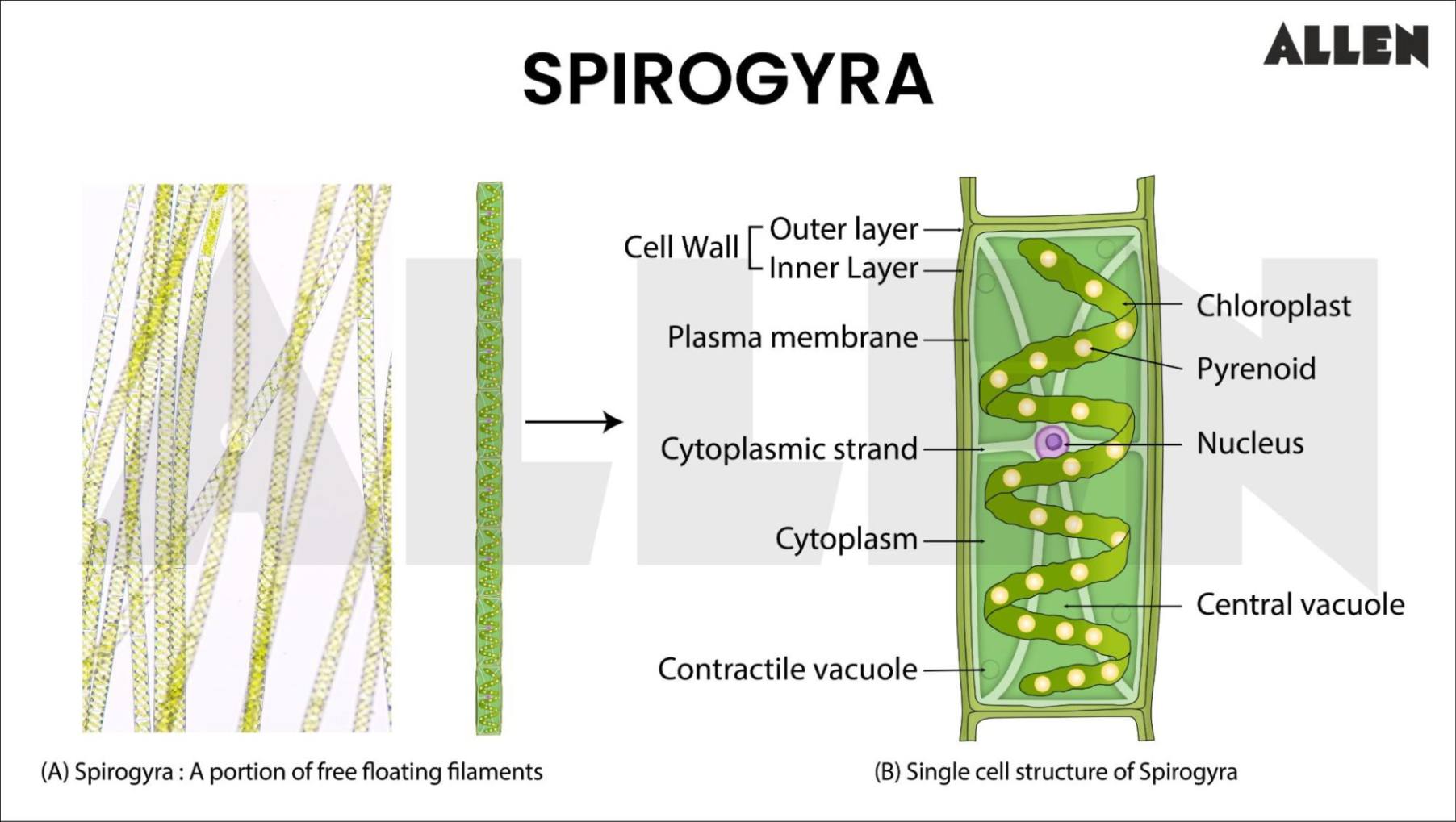 Overview of Spirogyra: Diagram, Classification, Characteristics & Life Cycle