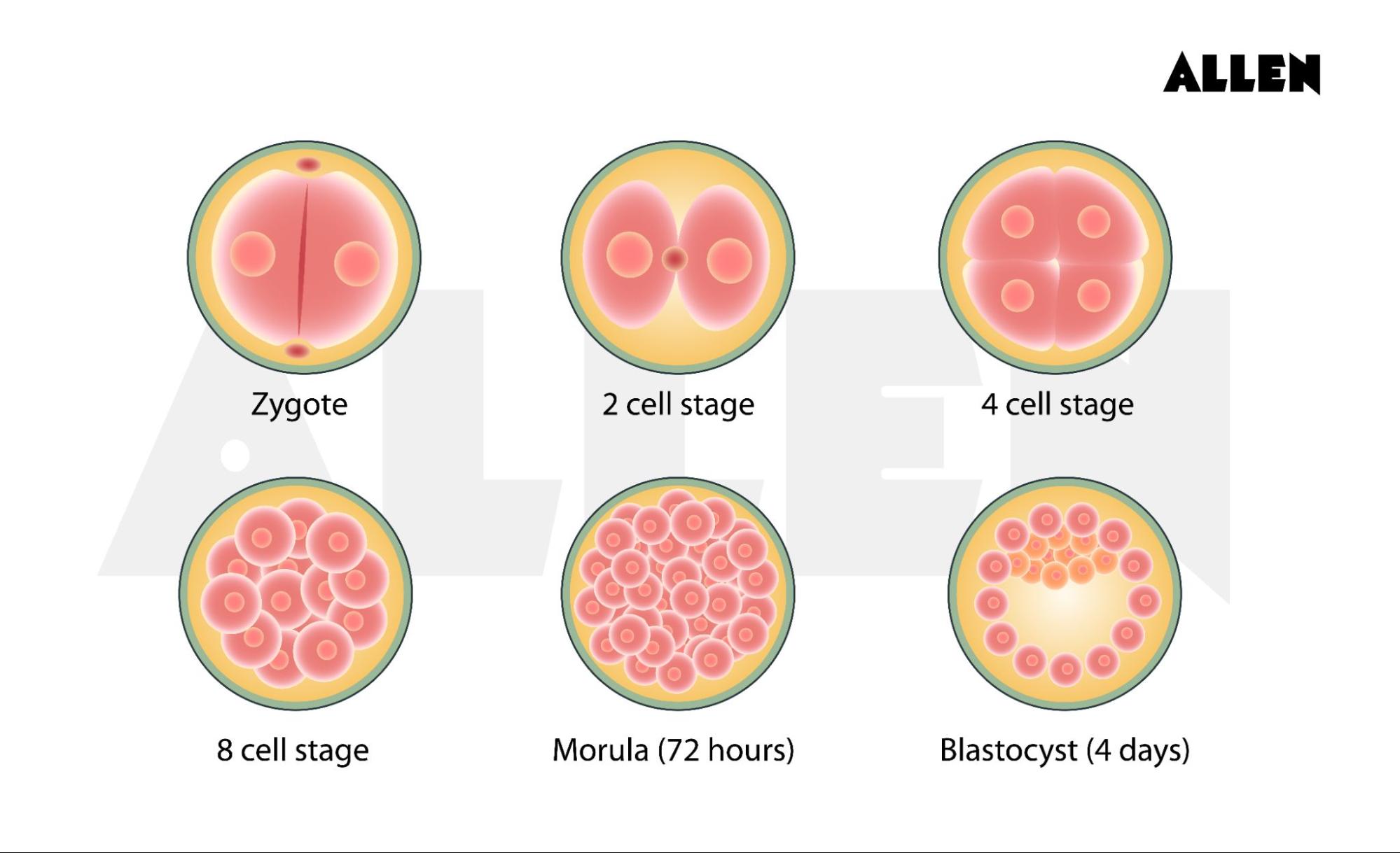 What is Cleavage? Patterns, Classification & Mechanism