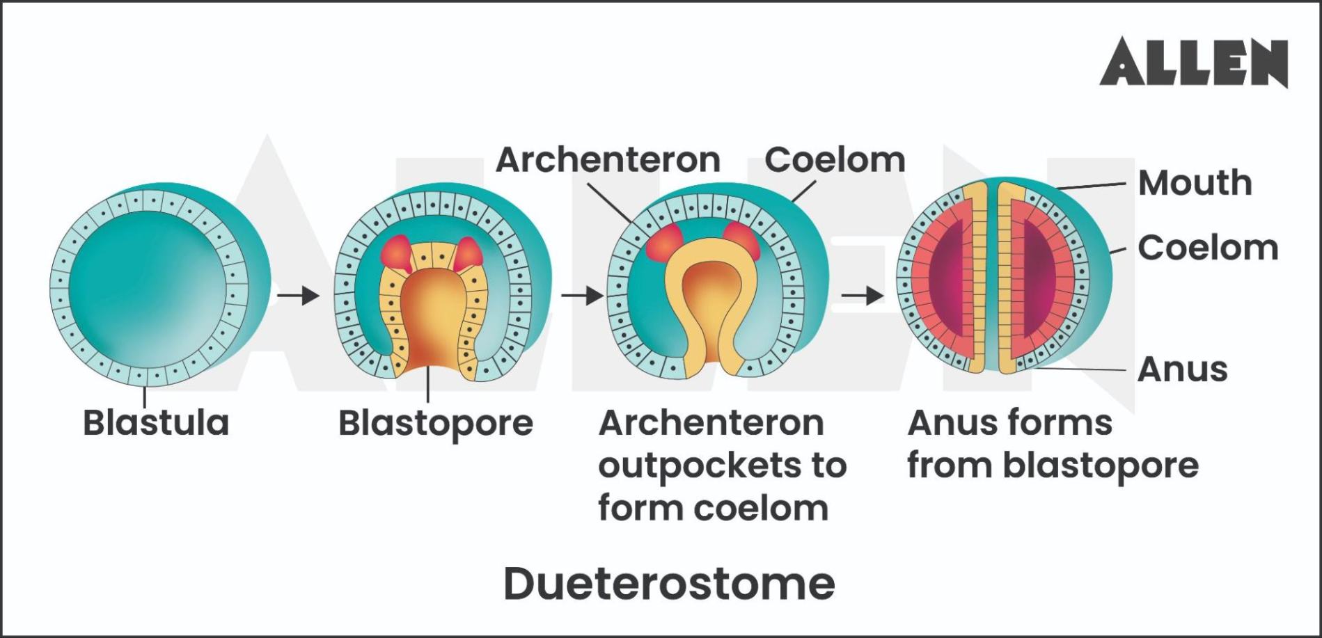Deuterostomes: Definition, Characteristics & Classification