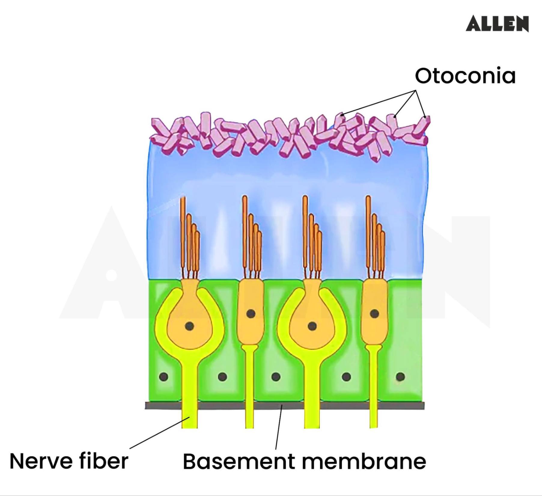 Structure of Human Ear | Parts, Structure and its Function