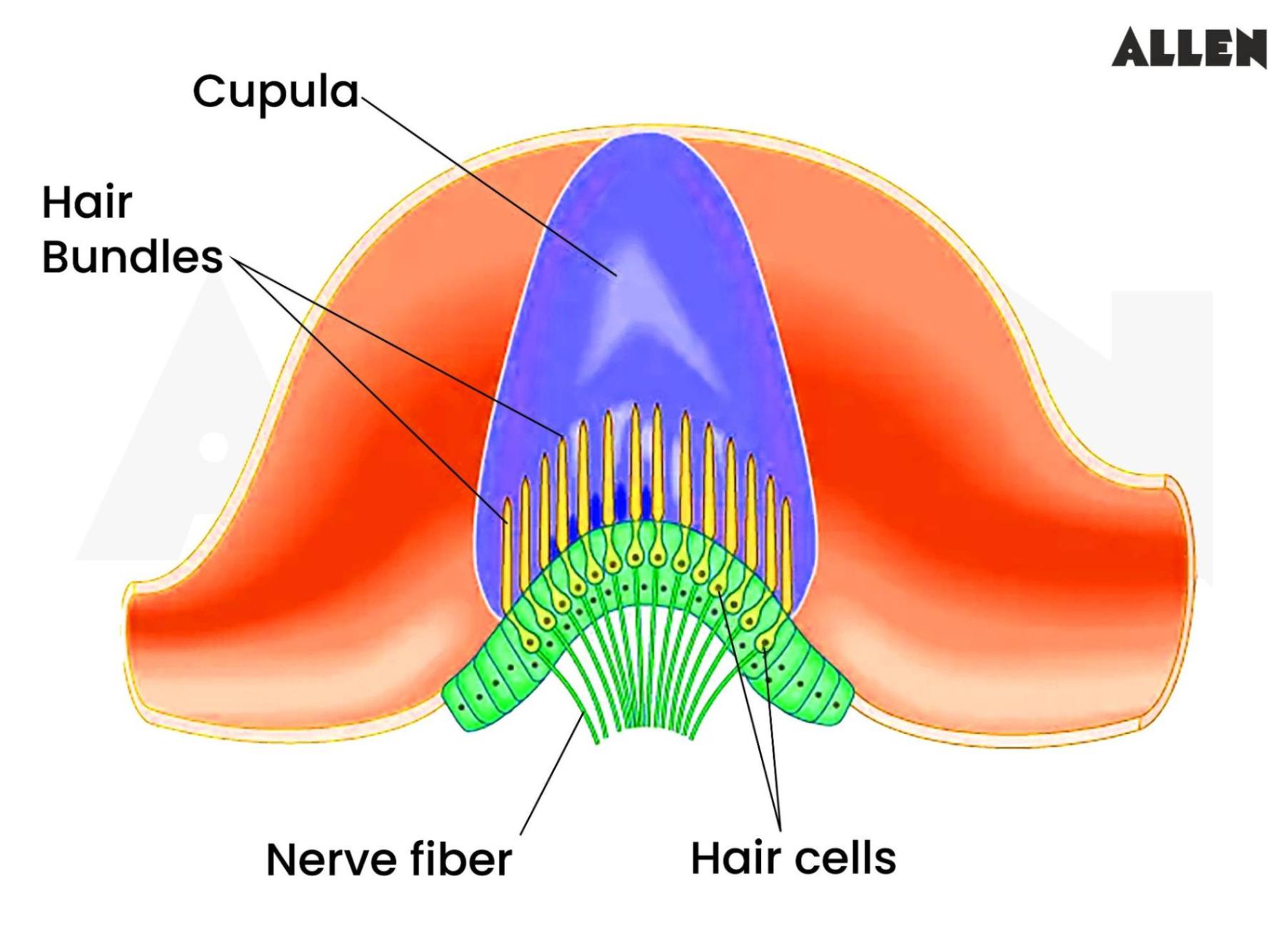 Structure of Human Ear | Parts, Structure and its Function