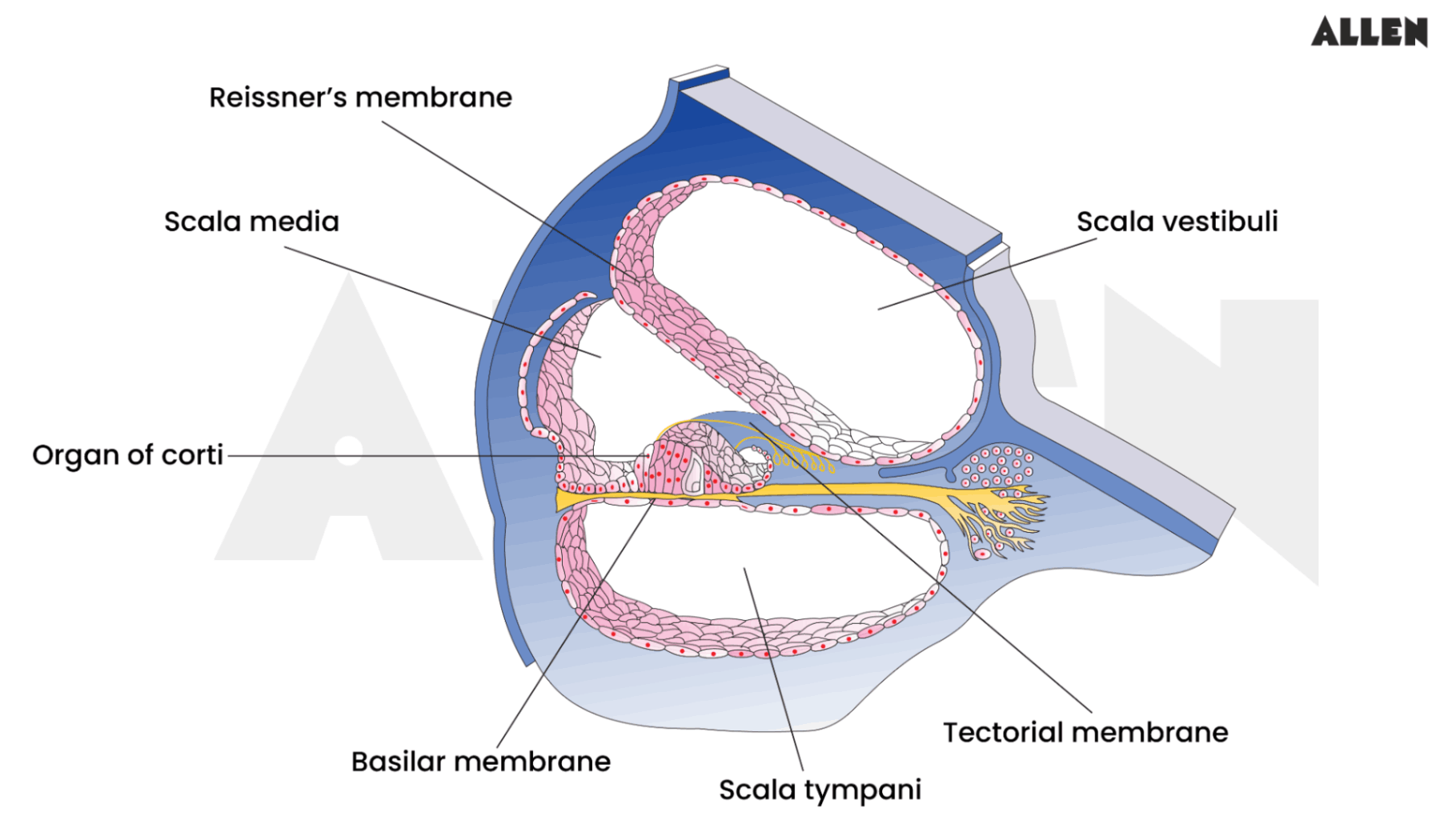 Structure of Human Ear | Parts, Structure and its Function