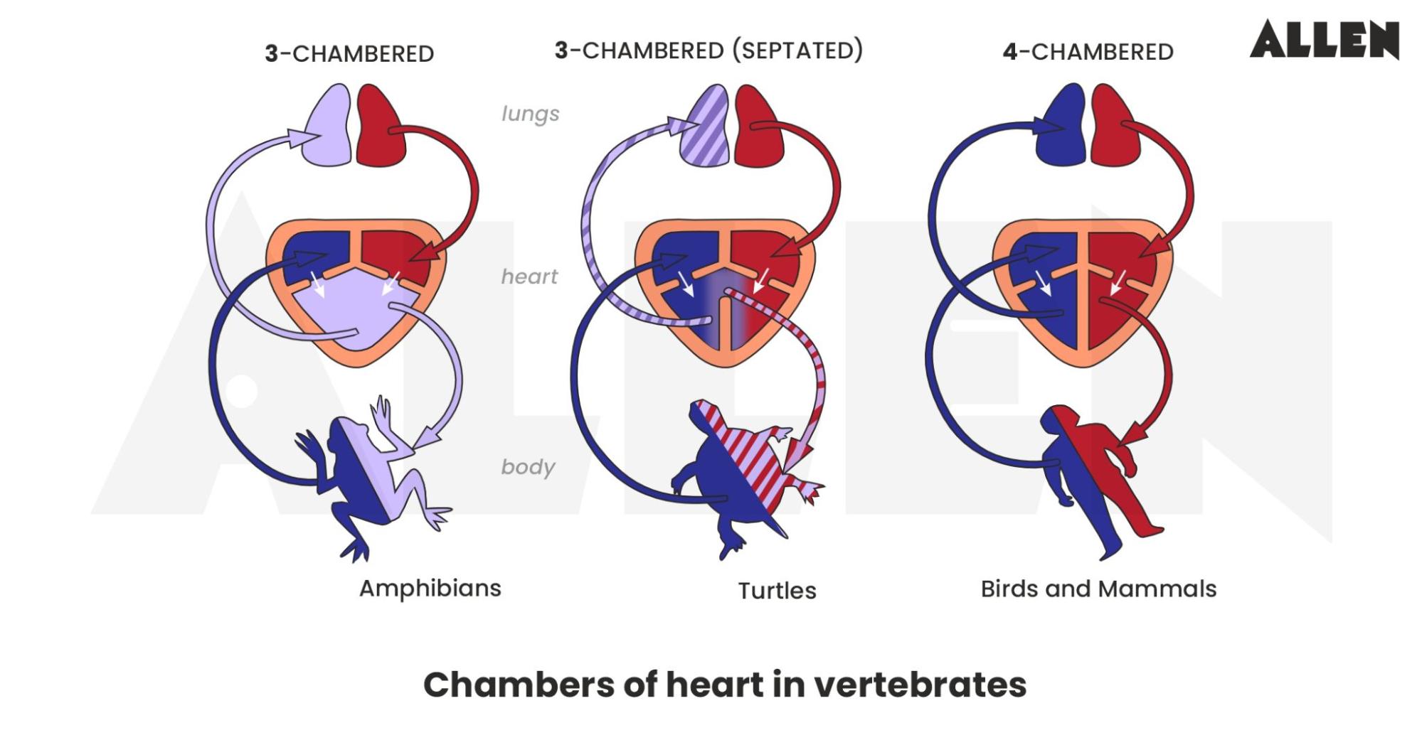 Organic Evolution: Definition, Theories & Mechanism
