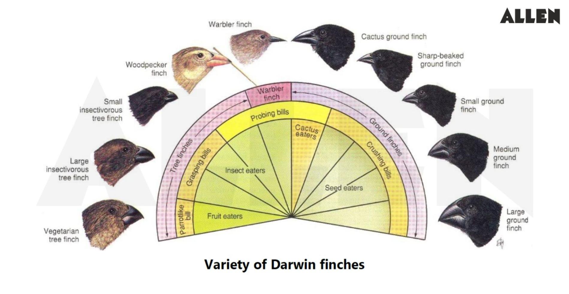 Organic Evolution: Definition, Theories & Mechanism