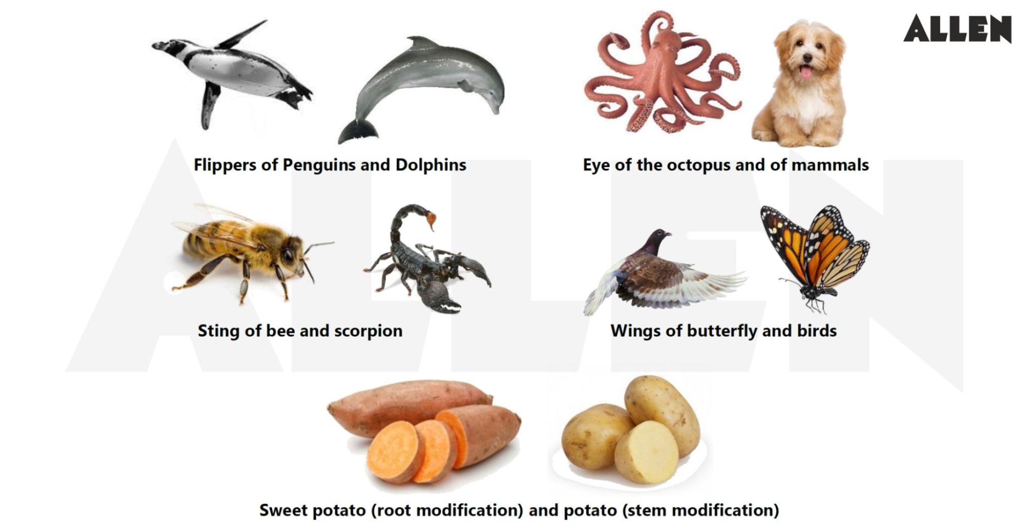 Organic Evolution: Definition, Theories & Mechanism