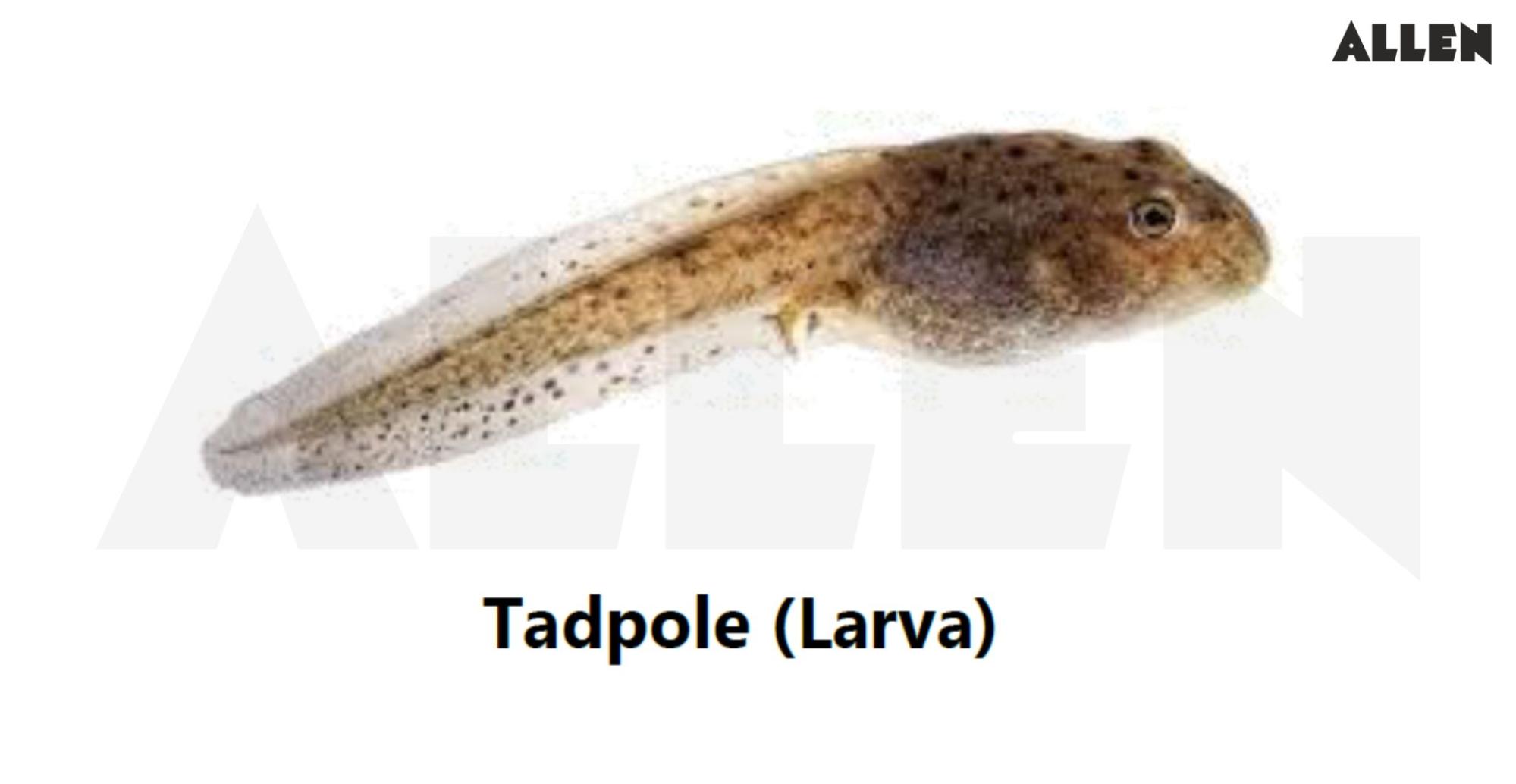 Organic Evolution: Definition, Theories & Mechanism