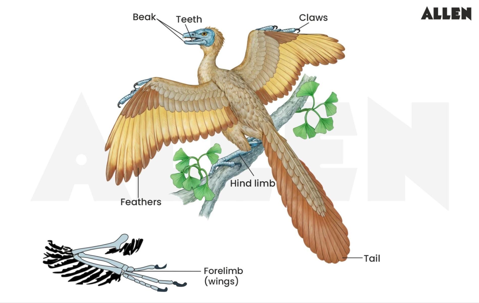 Organic Evolution: Definition, Theories & Mechanism