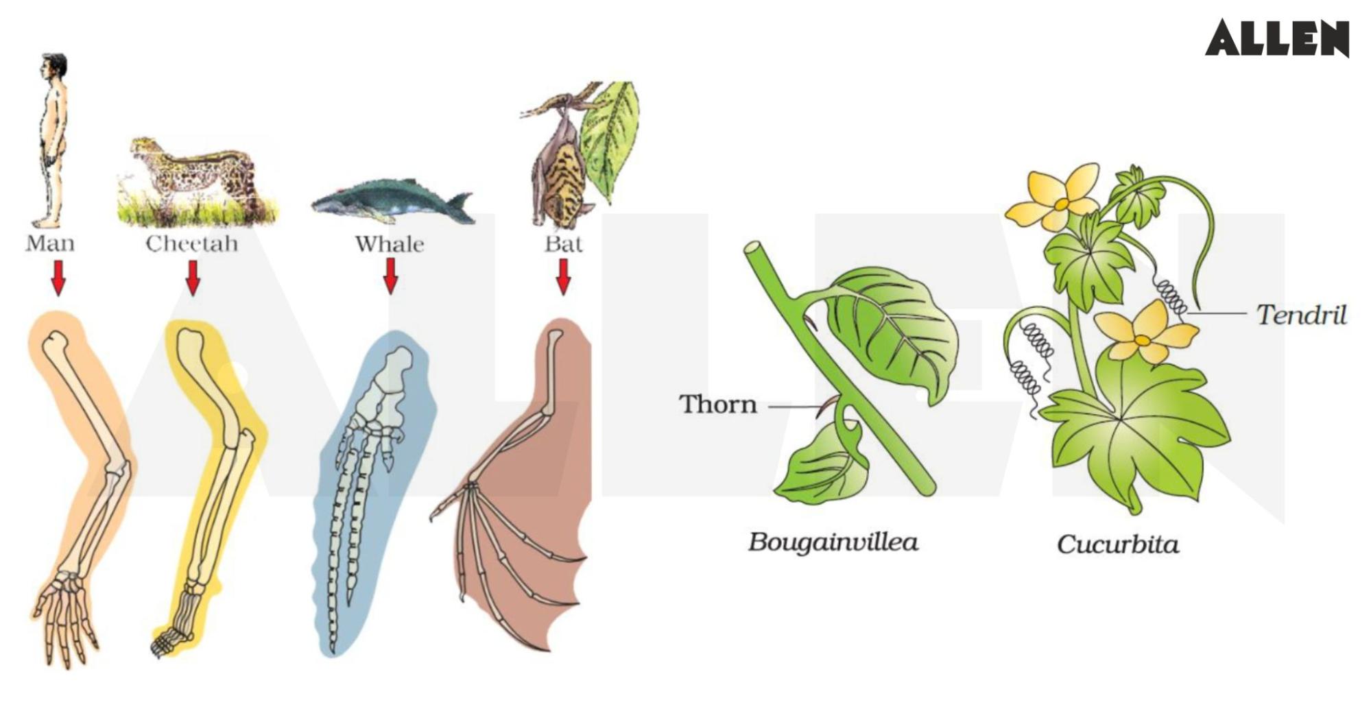 Organic Evolution: Definition, Theories & Mechanism