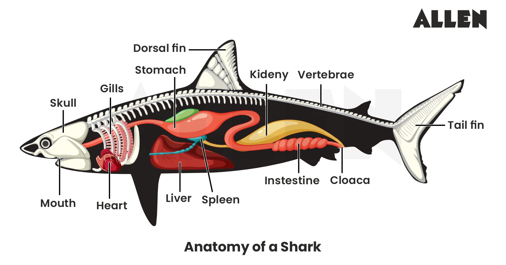 Chondrichthyes: Diagram, Characteristics & Classification