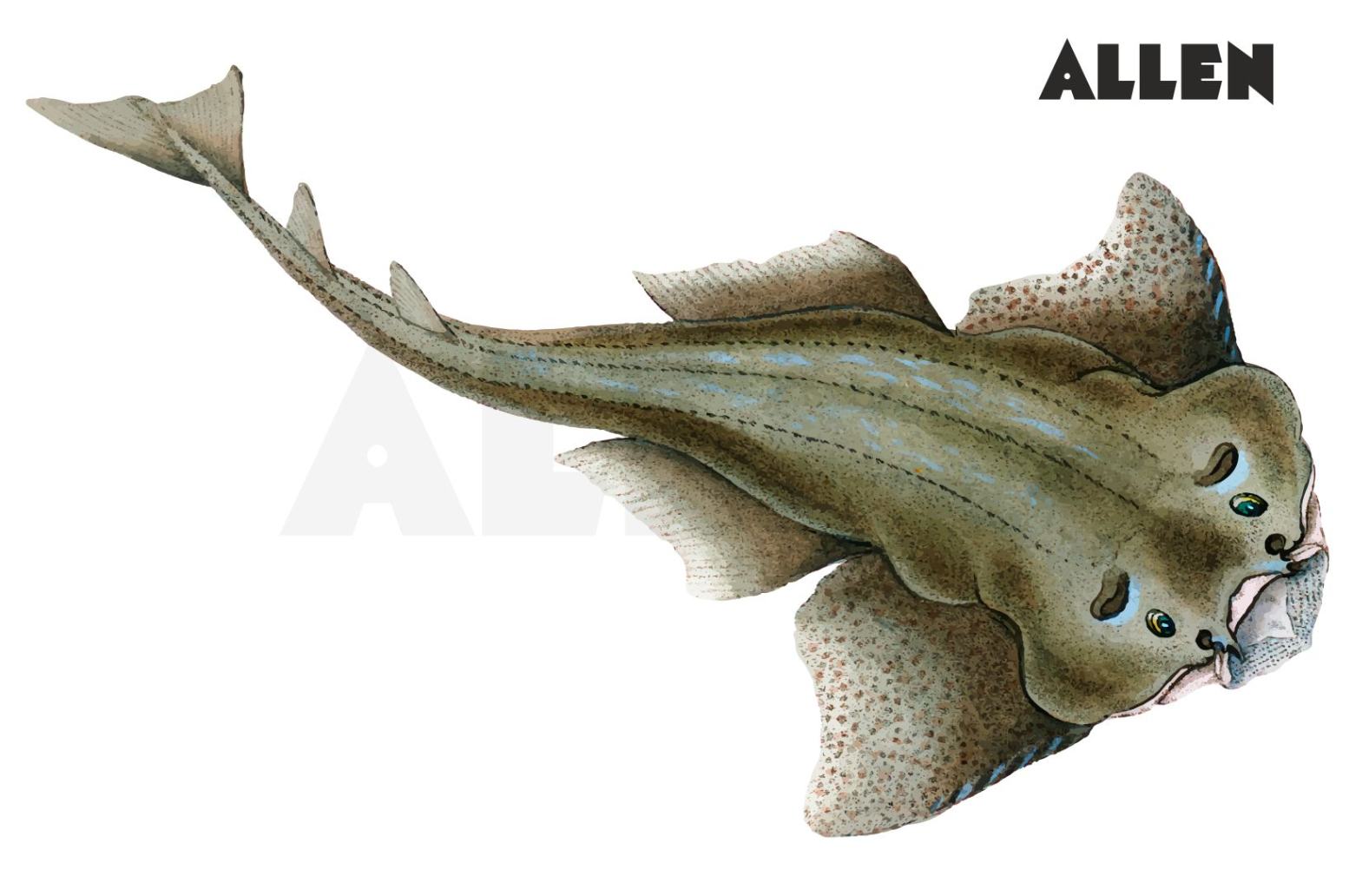 Chondrichthyes: Diagram, Characteristics & Classification