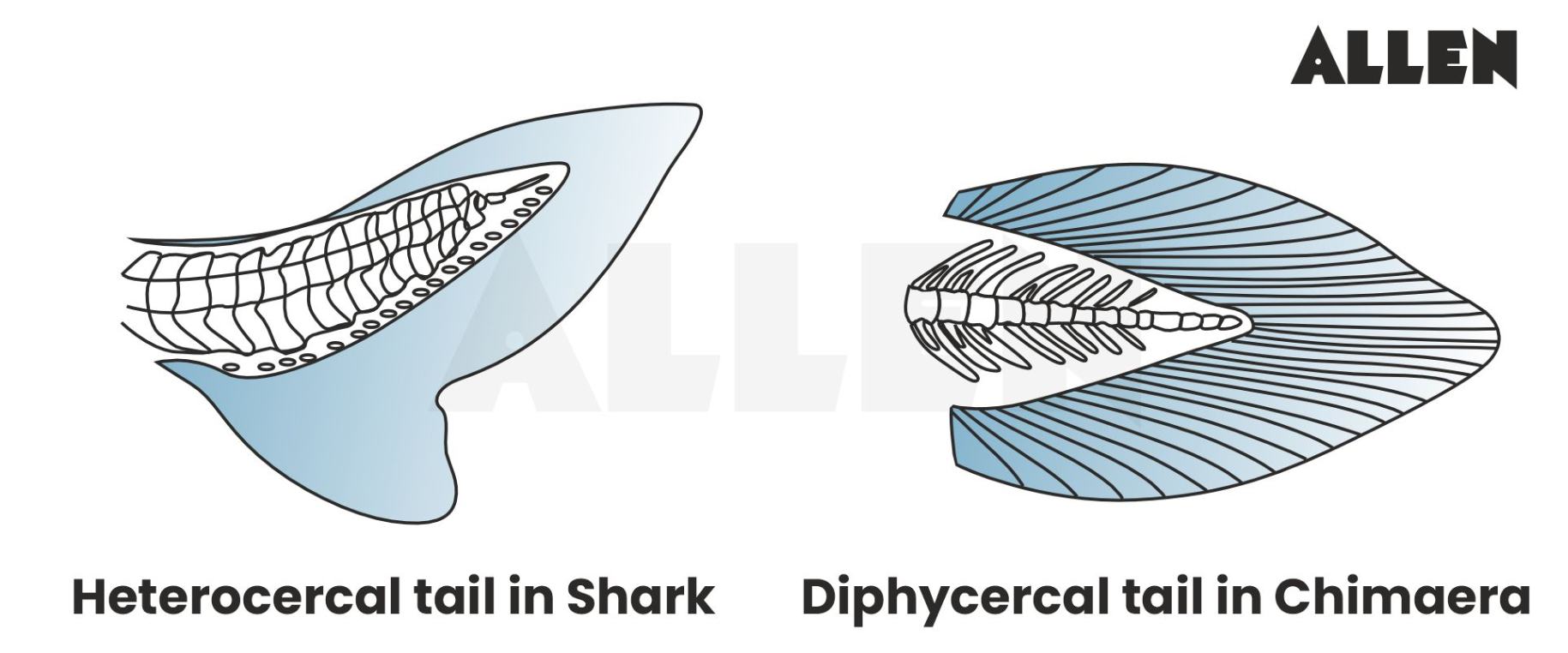 Chondrichthyes: Diagram, Characteristics & Classification