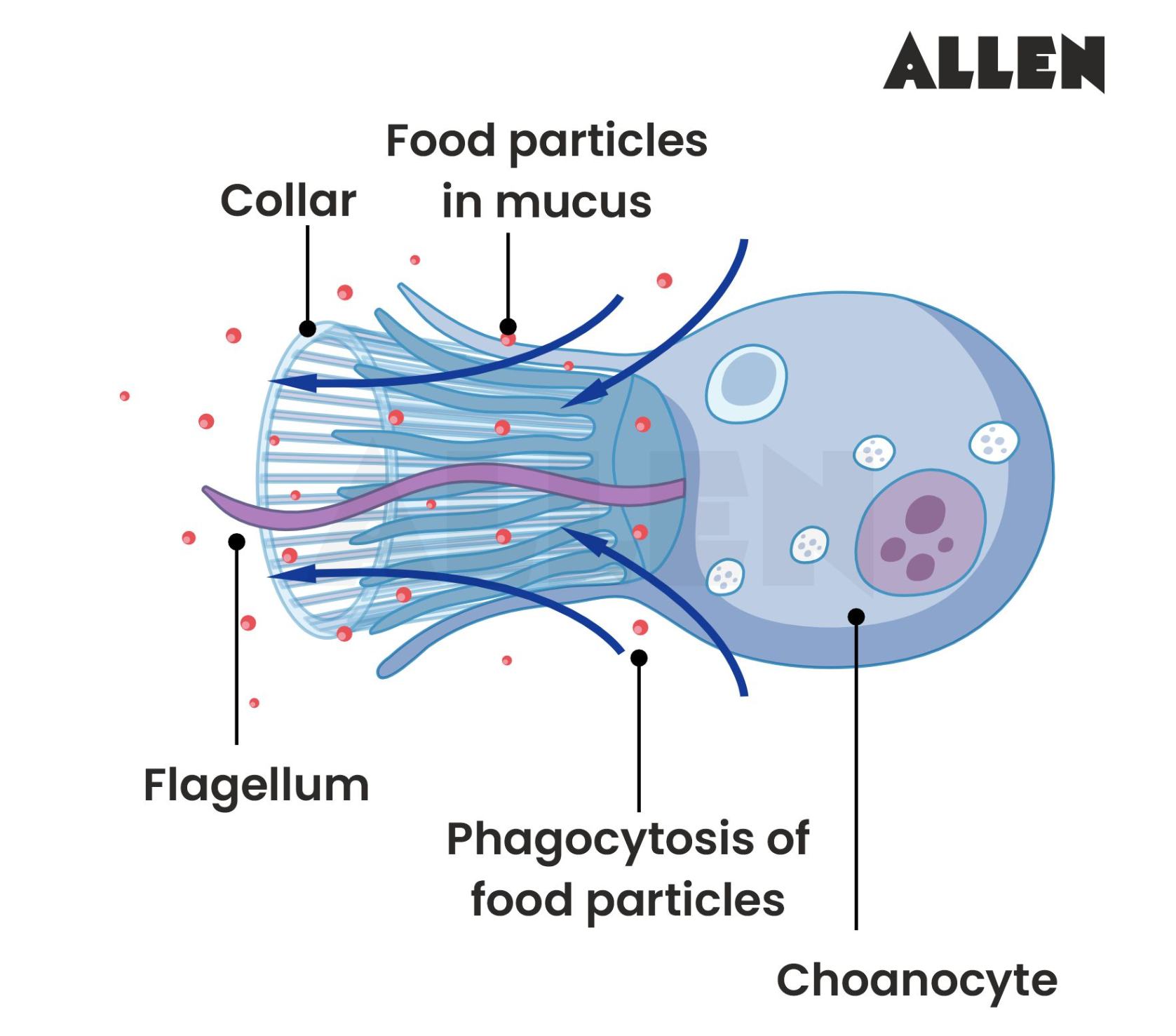 Leucosolenia: Classification, Morphology & Reproduction
