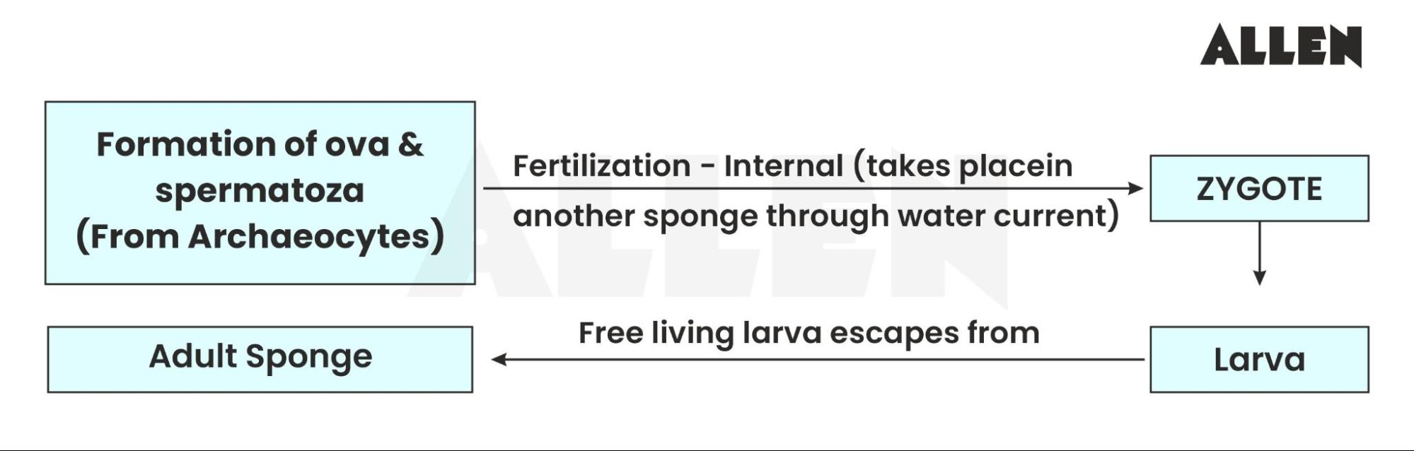 Leucosolenia: Classification, Morphology & Reproduction