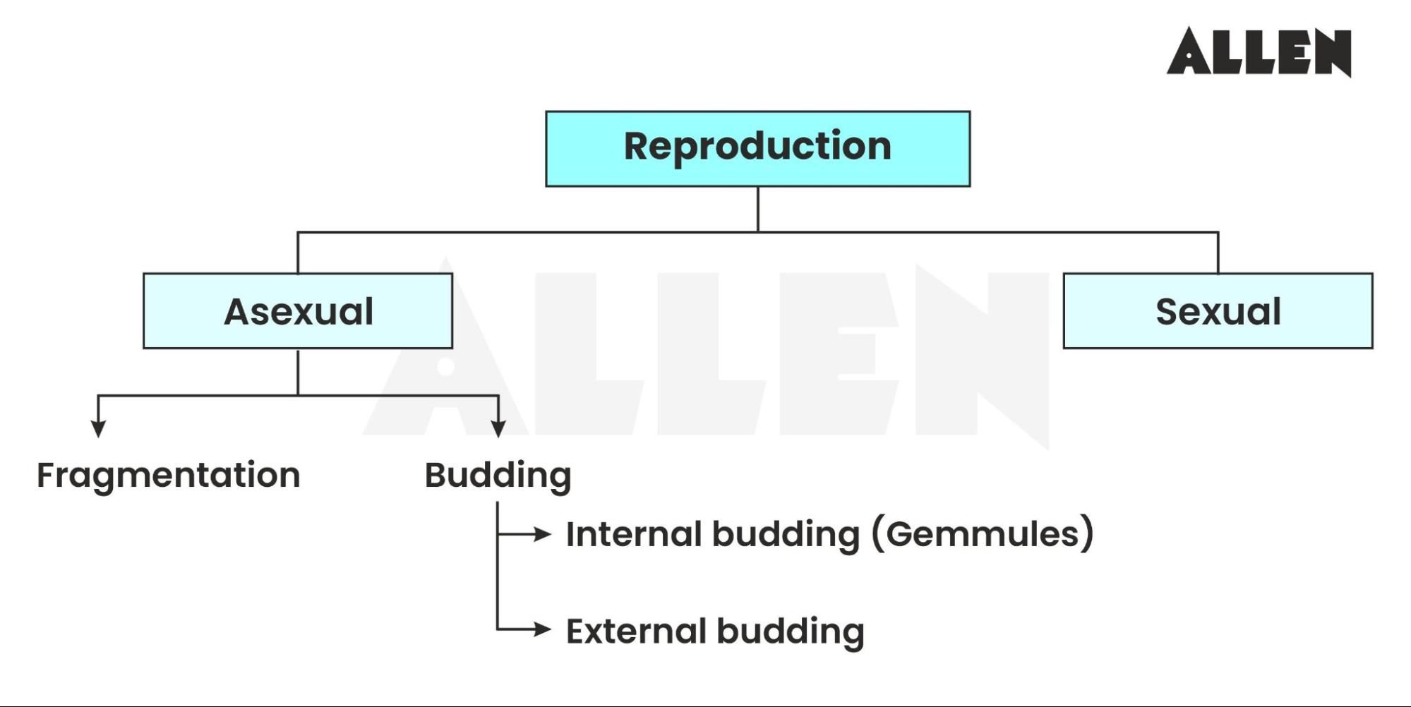 Leucosolenia: Classification, Morphology & Reproduction