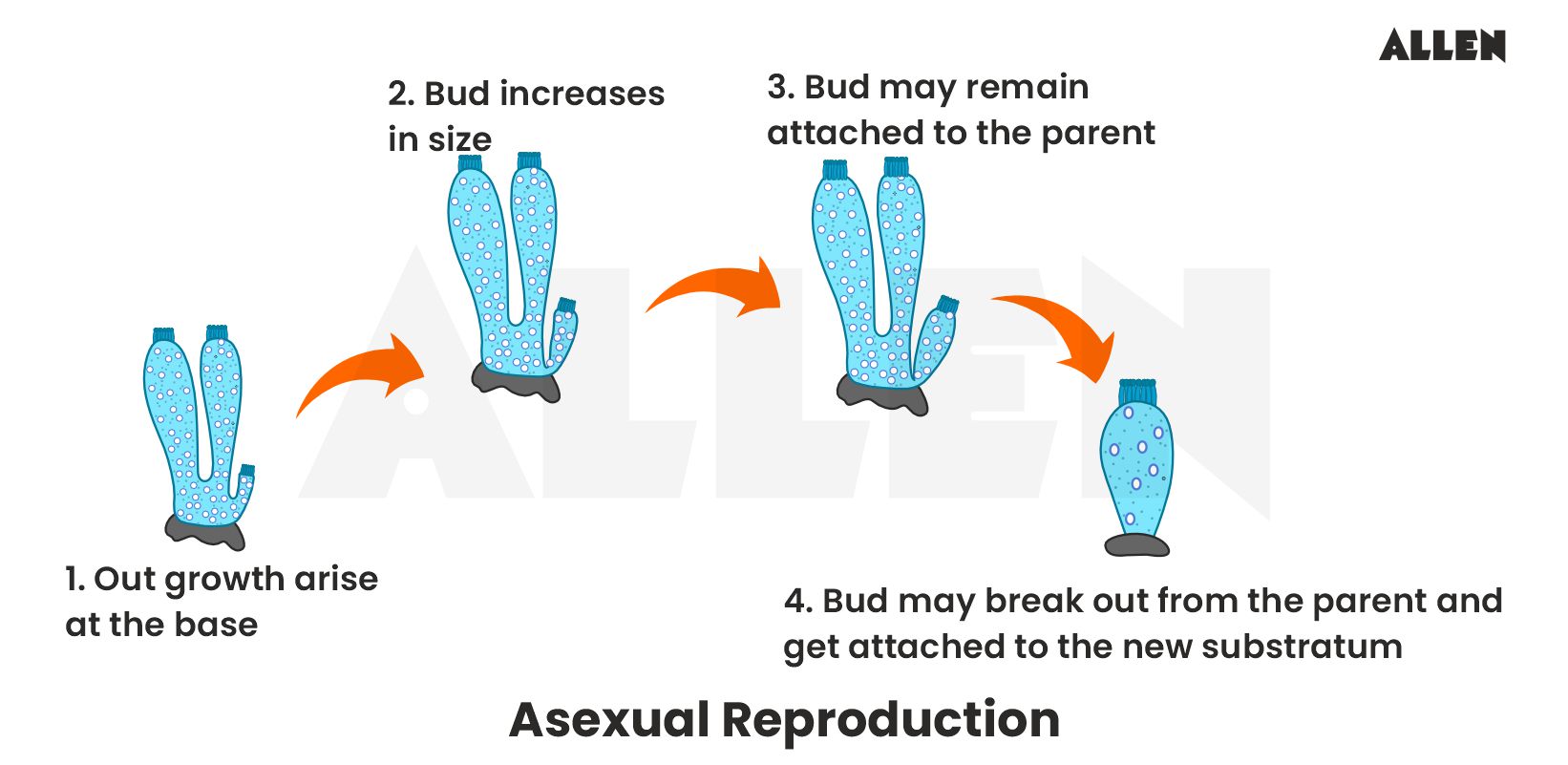 Leucosolenia: Classification, Morphology & Reproduction