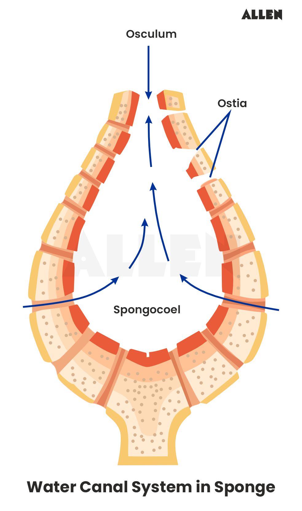 Leucosolenia: Classification, Morphology & Reproduction