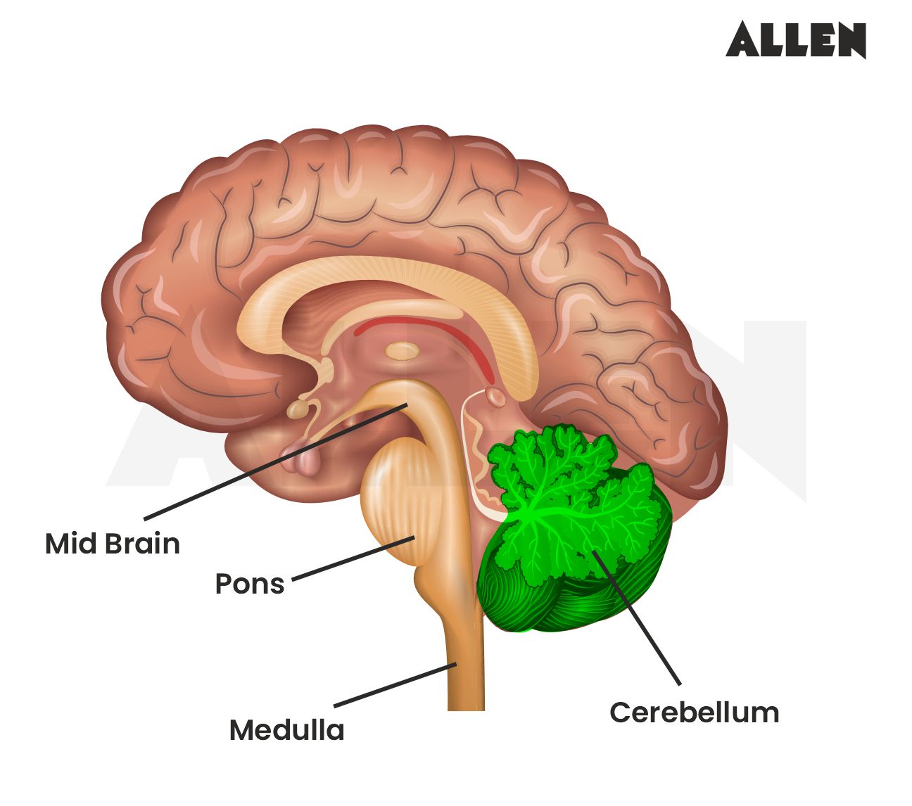 Brain: Structure, Function and Location of Pituitary Gland in Brain